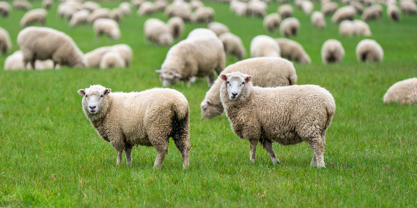 BlijSchaap - Blijschaap.nl