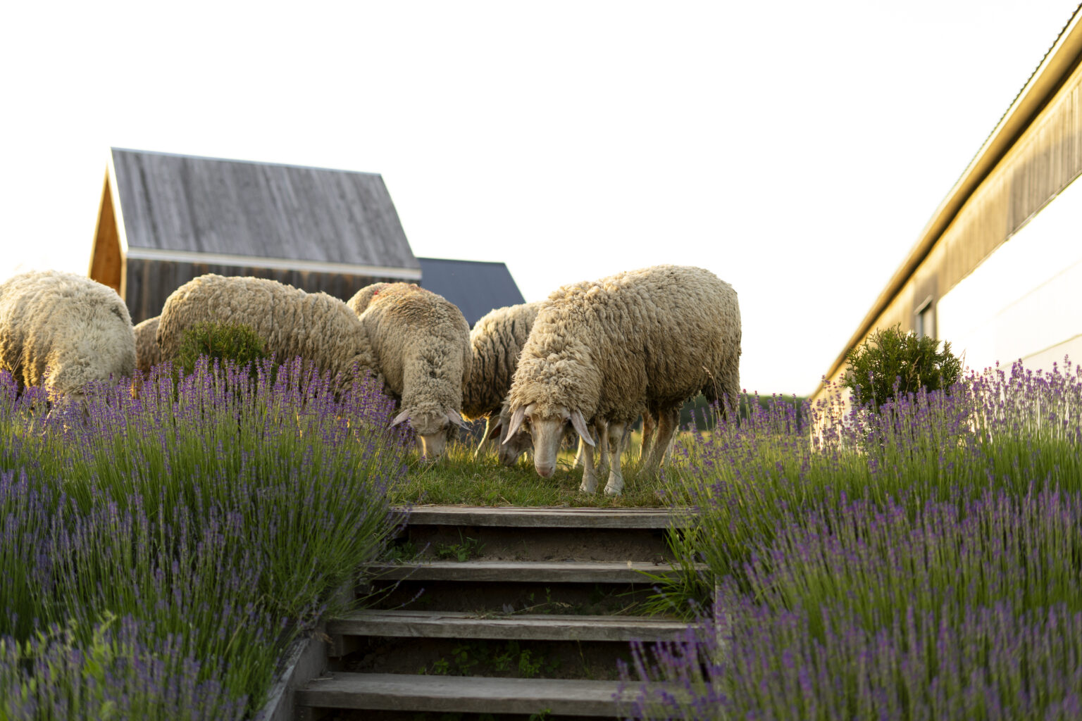 Schapenrassen - Blijschaap.nl