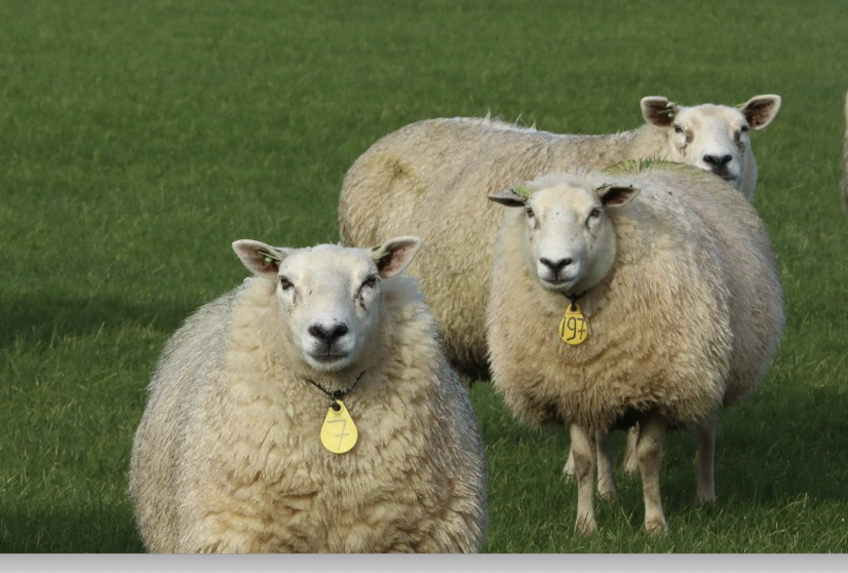 Schapenrassen - Blijschaap.nl